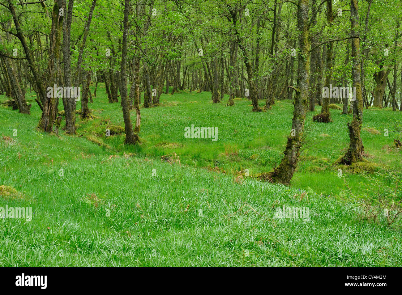 Mixed woodland in spring hi-res stock photography and images - Alamy
