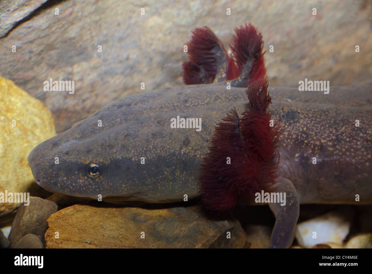 Common Mudpuppy (Necturus maculosus) New York underwater showing gills ...