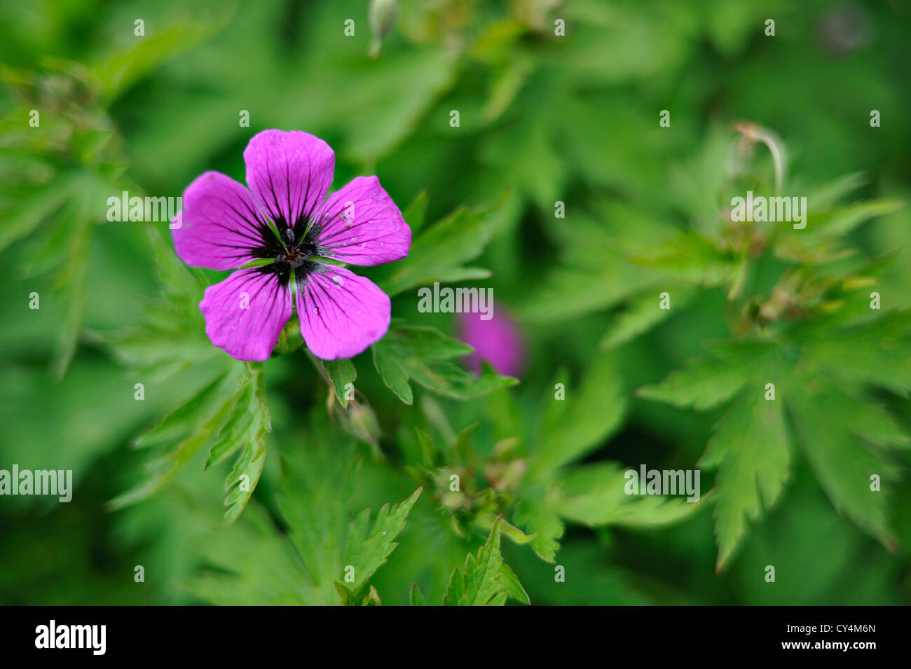 Geranium cultivar hi-res stock photography and images - Alamy