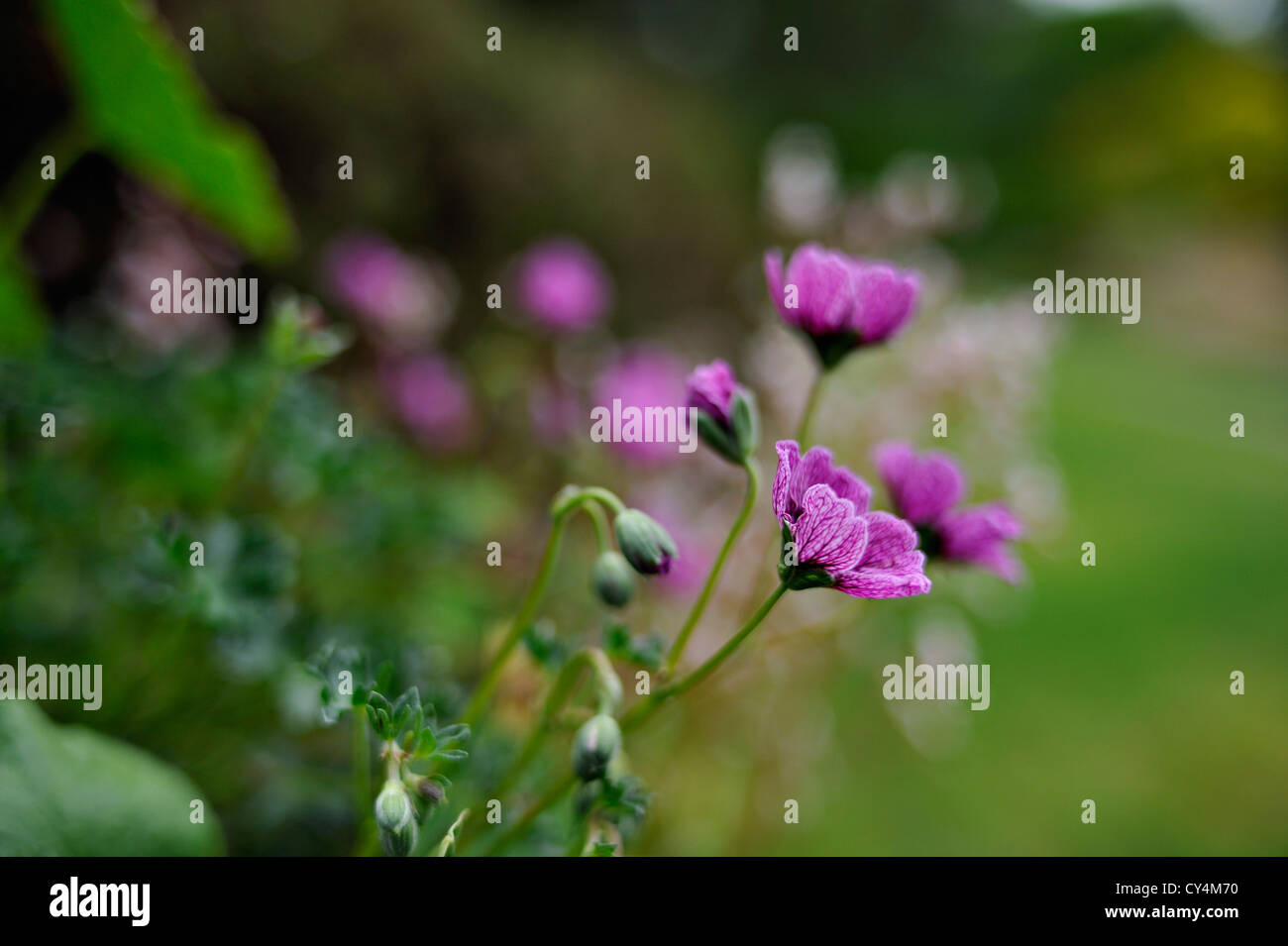 Semi-close-up of small pink geranium flowers Stock Photo - Alamy