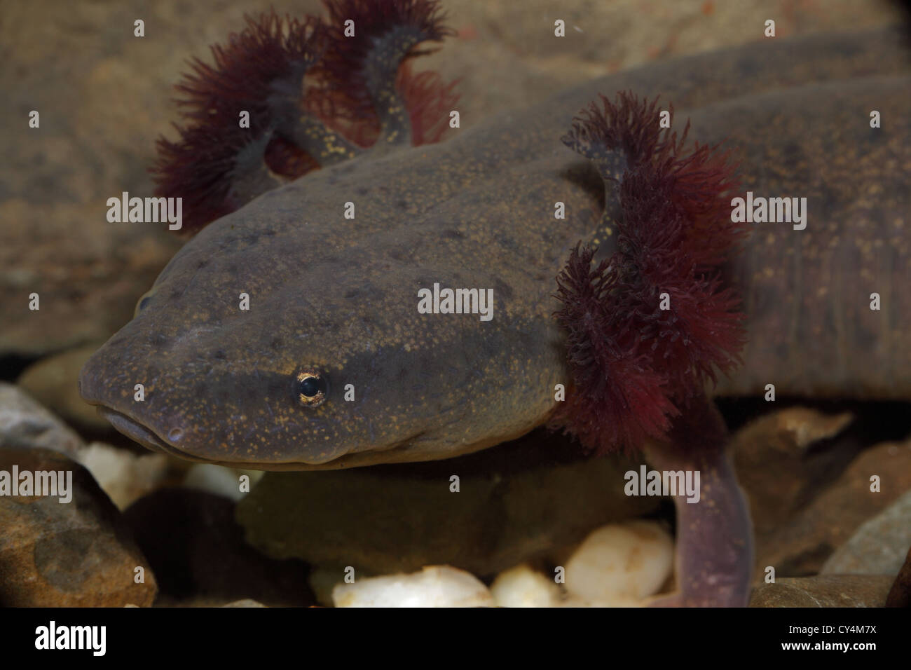 Common Mudpuppy (Necturus maculosus) New York underwater showing gills ...