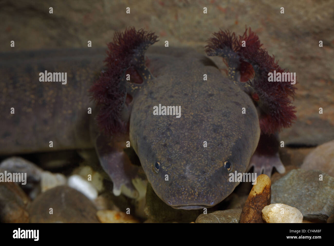 Common Mudpuppy (Necturus maculosus) New York underwater showing gills ...