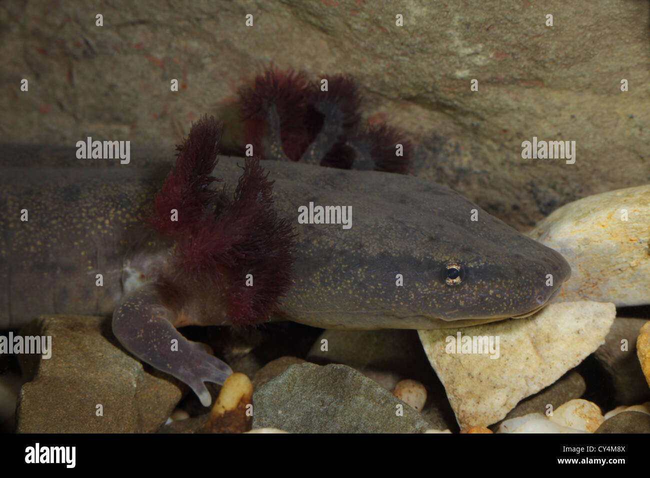 Do Mud Puppies Make Noise