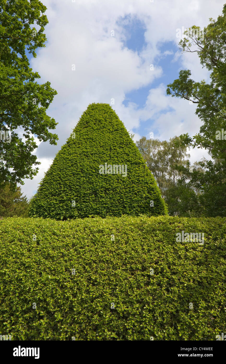 Summer topiary background with a neatly clipped holly hedge and yew ...