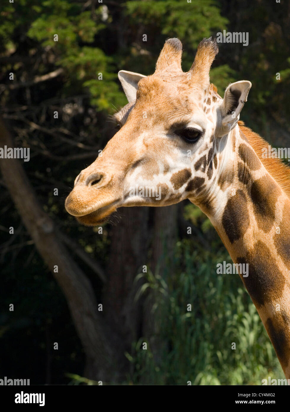 Fourths High Resolution Stock Photography and Images - Alamy