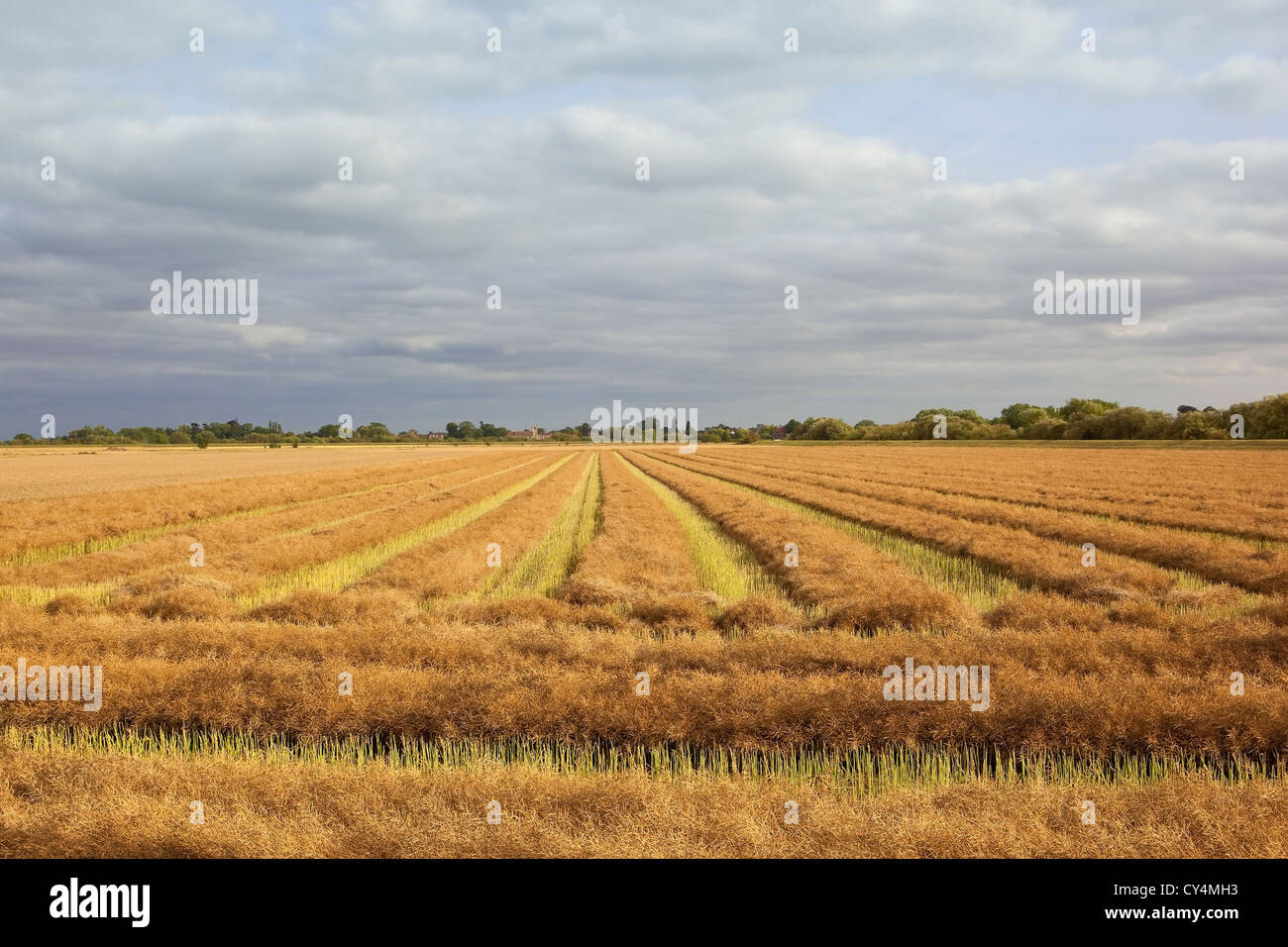 A summer landscape with patterns and textures of a field of swathed ...