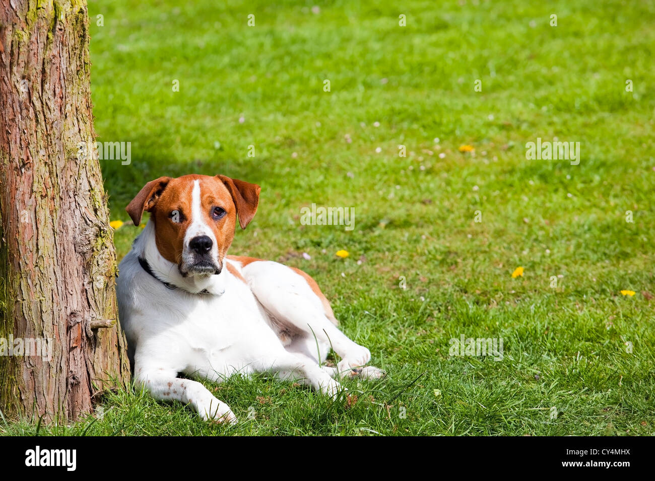 Dog under tree shade hi-res stock photography and images - Alamy