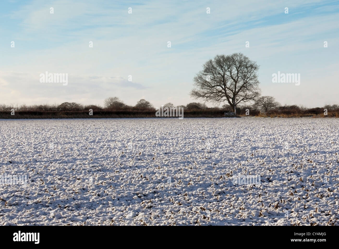 A snowy field with hedgerows and a tree on a cold winters day Stock ...