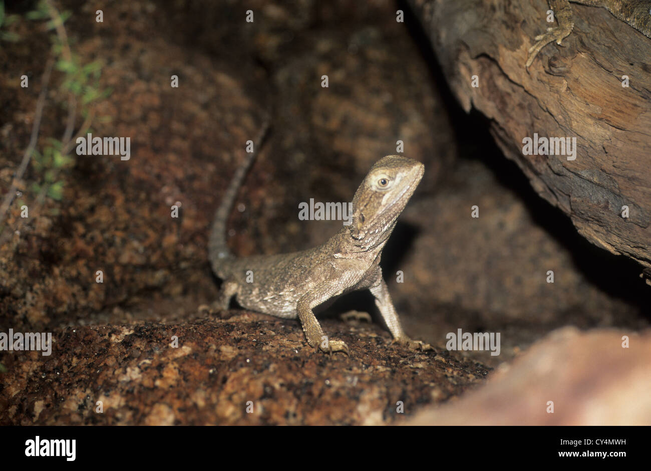 Wildlife, Australia, Reptiles, ground Dragon Stock Photo - Alamy