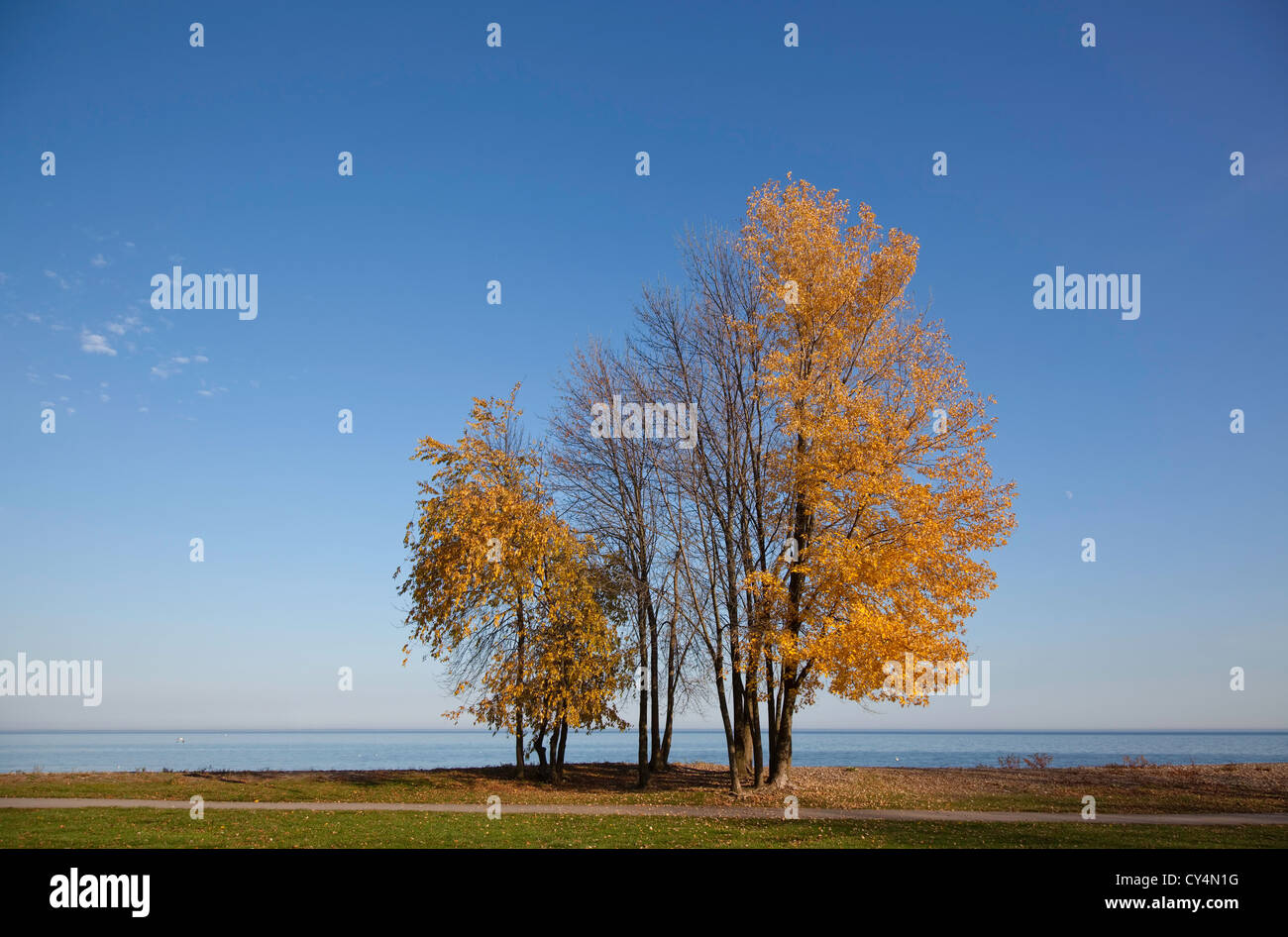 Group of trees that are half bare Stock Photo - Alamy