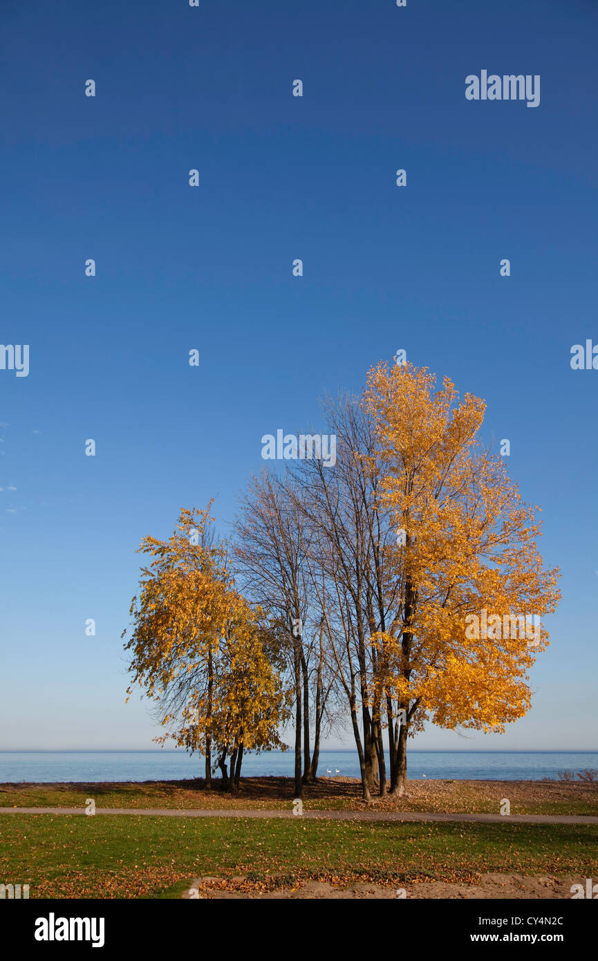 Group of trees that are half bare Stock Photo - Alamy