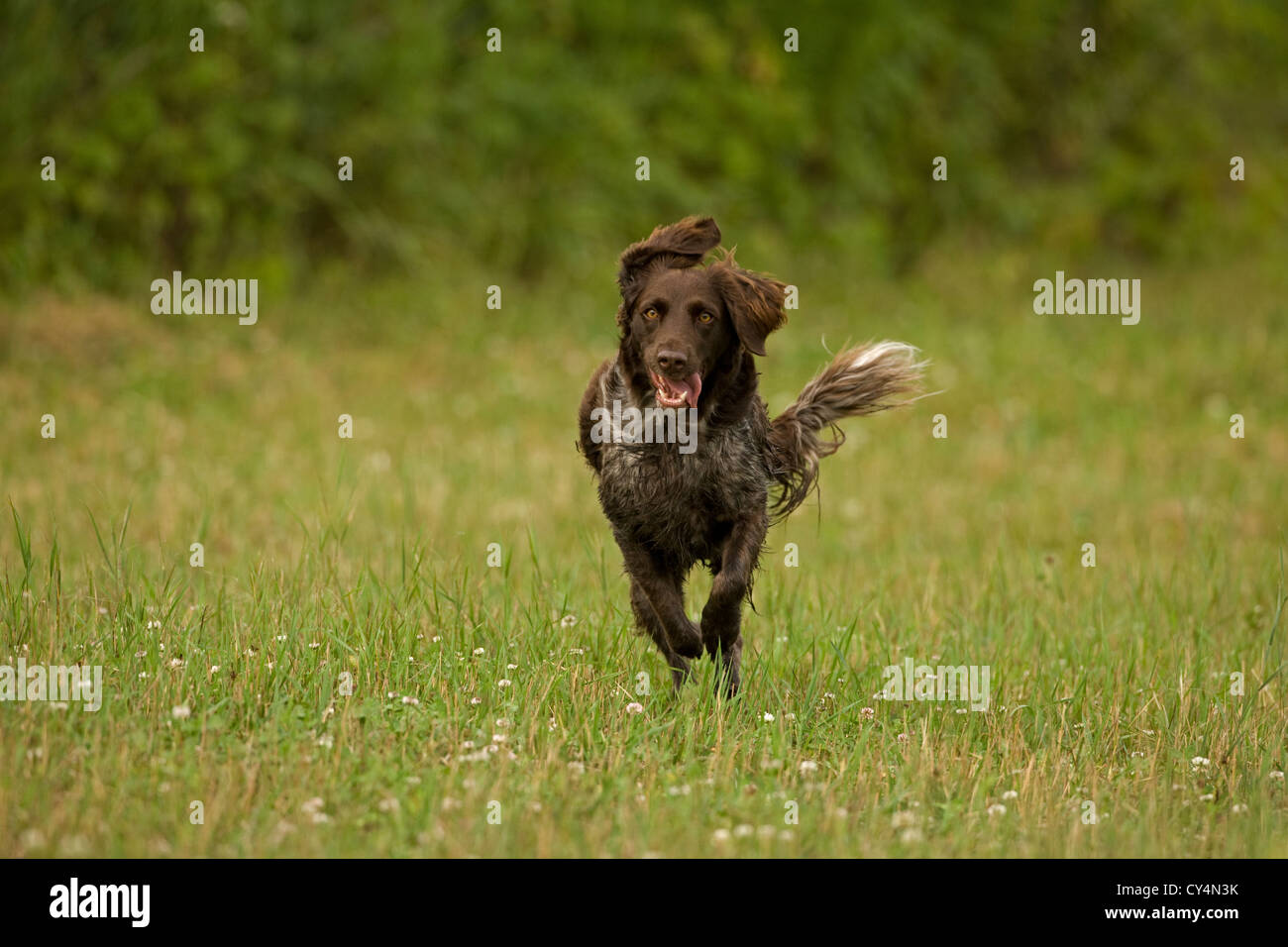 Muensterlander hi-res stock photography and images - Alamy