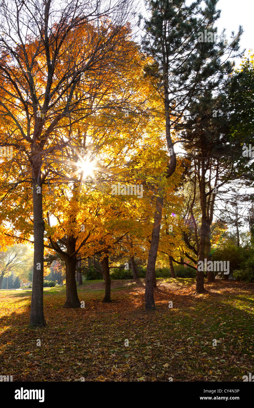 Maple tree canada hi-res stock photography and images - Alamy