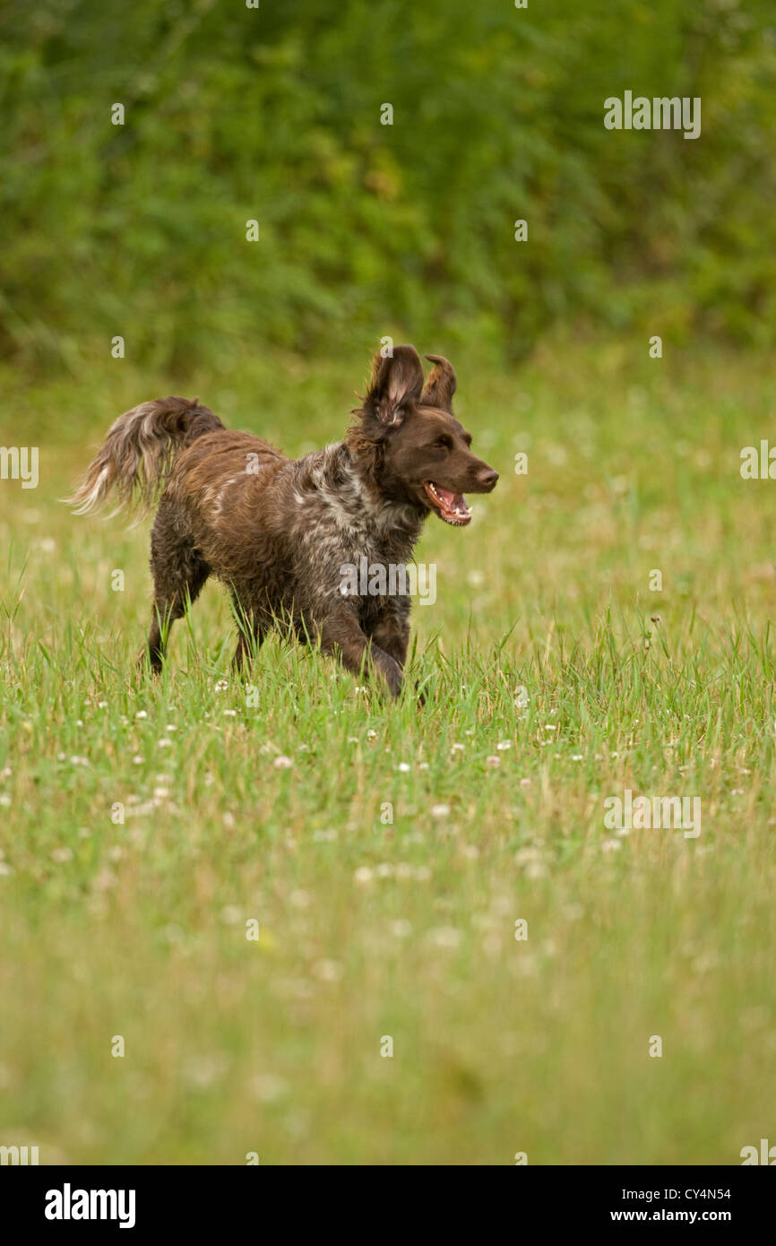 Small muensterlander, Wisconsin USA, hunting dog Stock Photo - Alamy