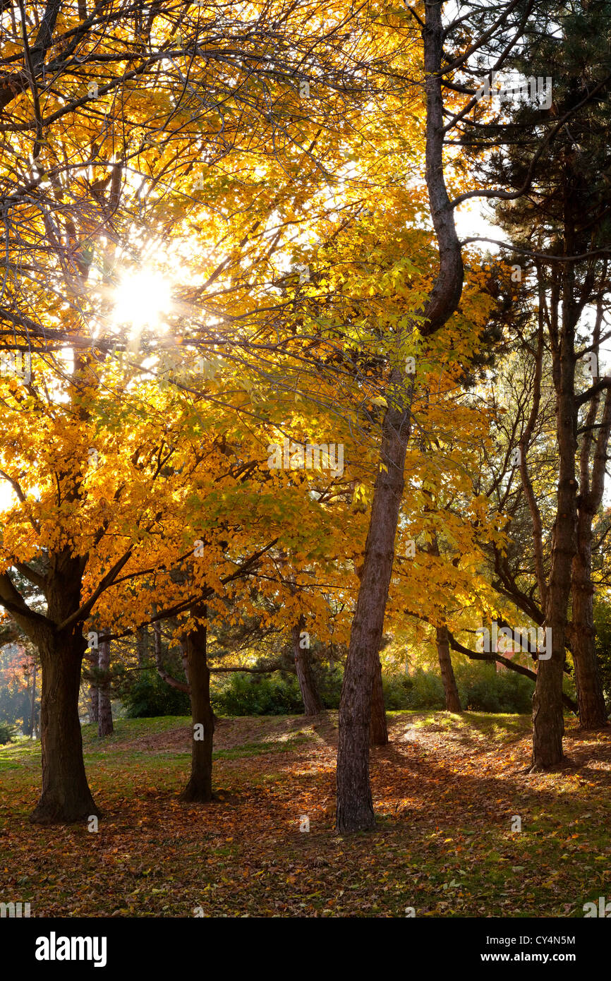 Bright yellow leaves on a maple tree Stock Photo - Alamy