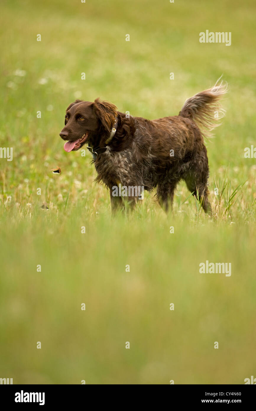 Small muensterlander, Wisconsin USA, hunting dog Stock Photo - Alamy