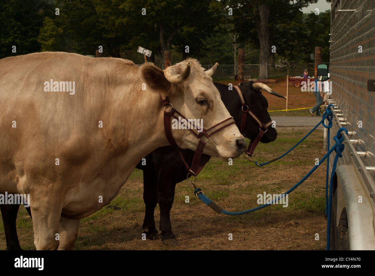 Oxen wait for the oxen pull competition at small country fair in ...