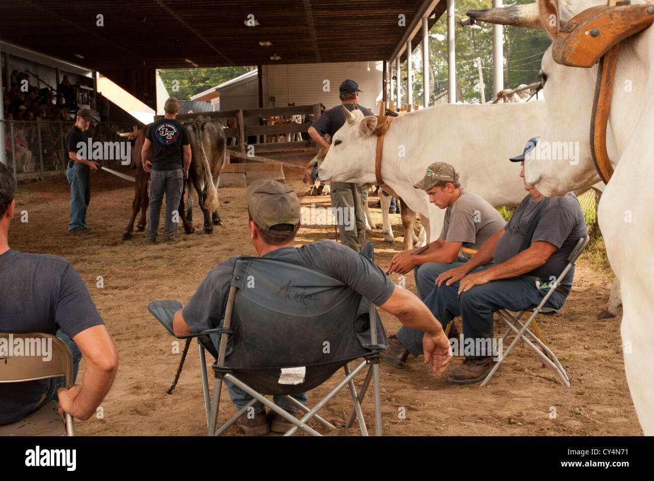 Farmers relax in barn at oxen pull competition at small country fair in ...