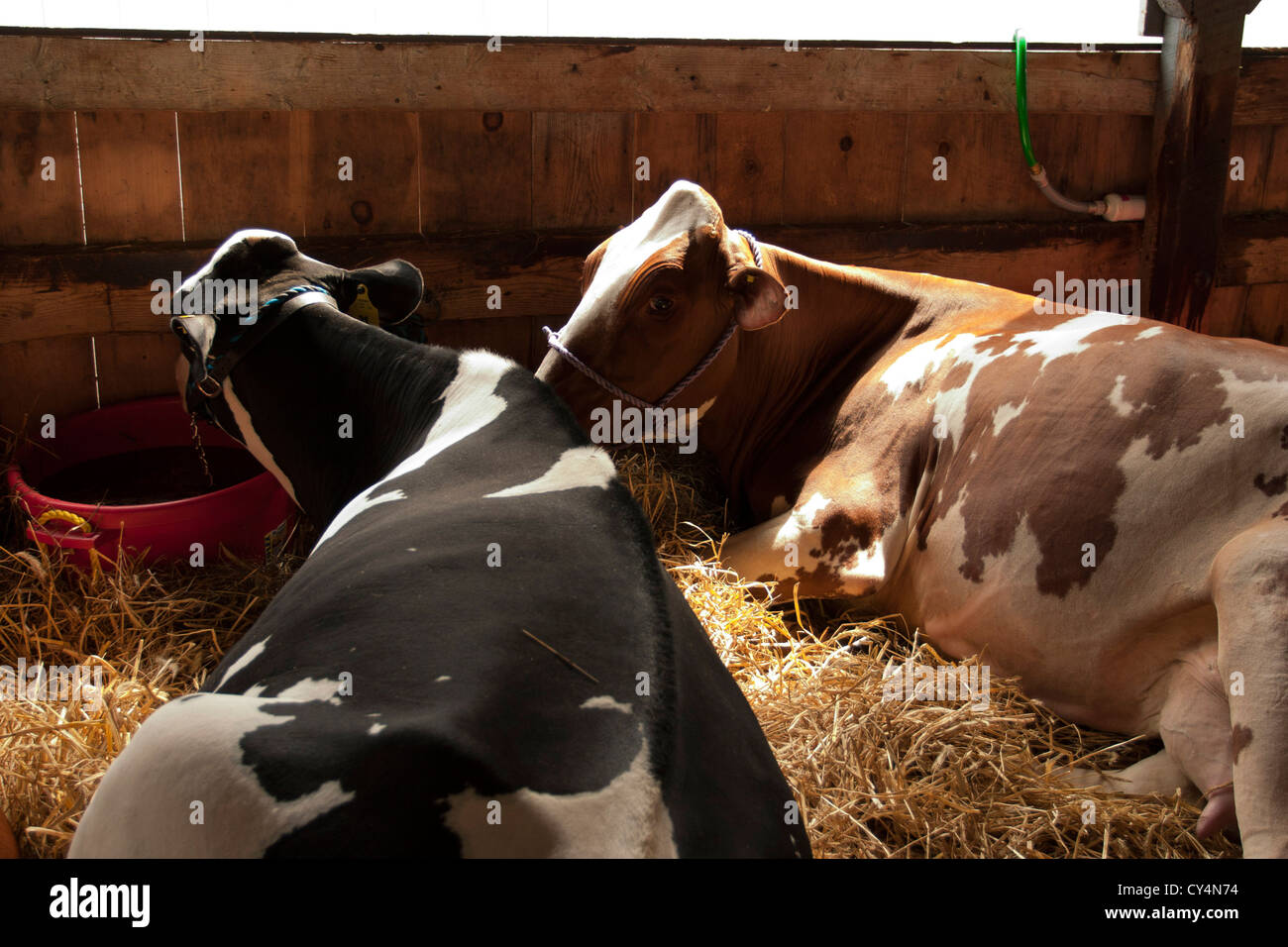 Two cows relax in barn before competition at a small country fair in ...