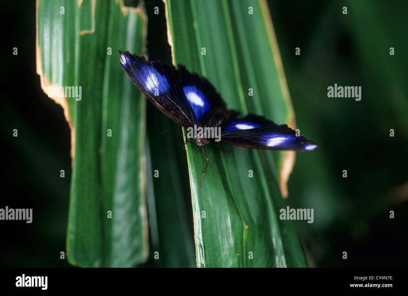 Wildlife, Insects, Australia, male common eggfly-Butterfly Stock Photo ...