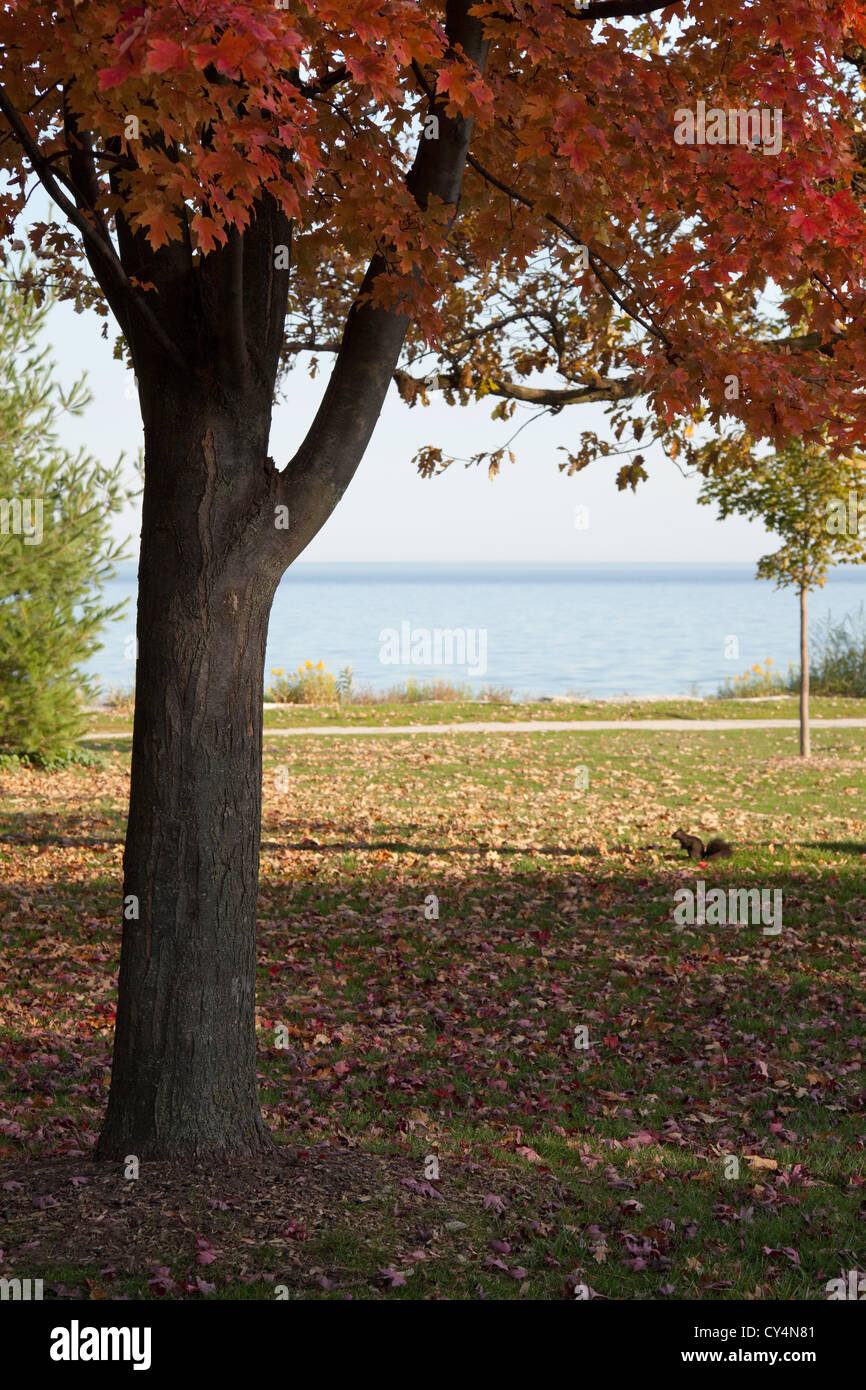 Tree with autumn colour hi-res stock photography and images - Alamy