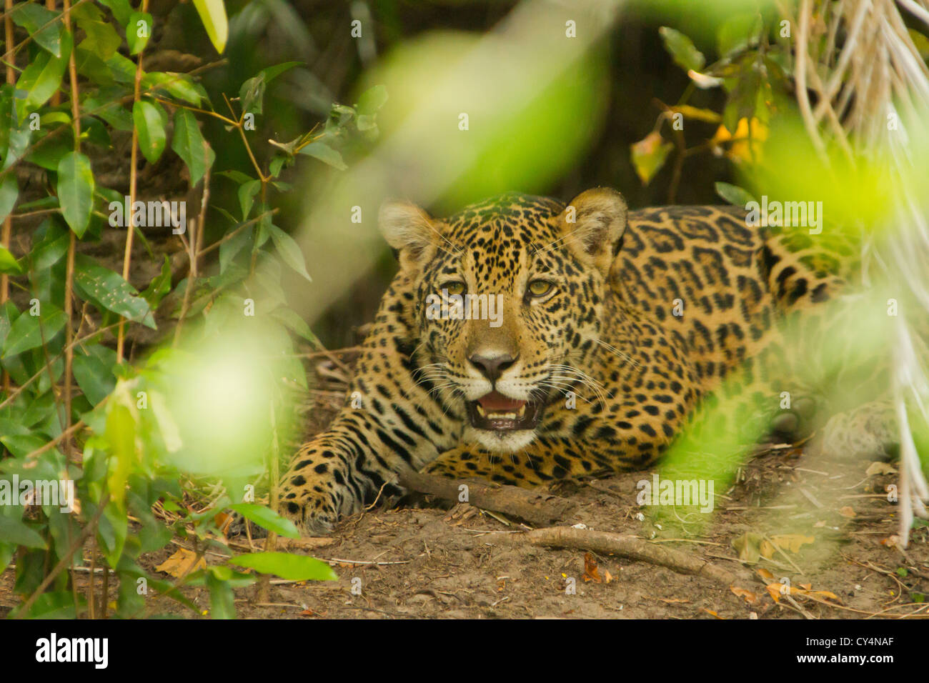 Jaguar (Panthera Onca) cub Stock Photo - Alamy