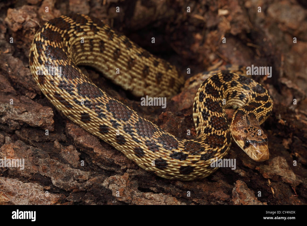 Pacific Gopher Snake (Pituophis melanoleucus catenifer) - Captive - USA ...