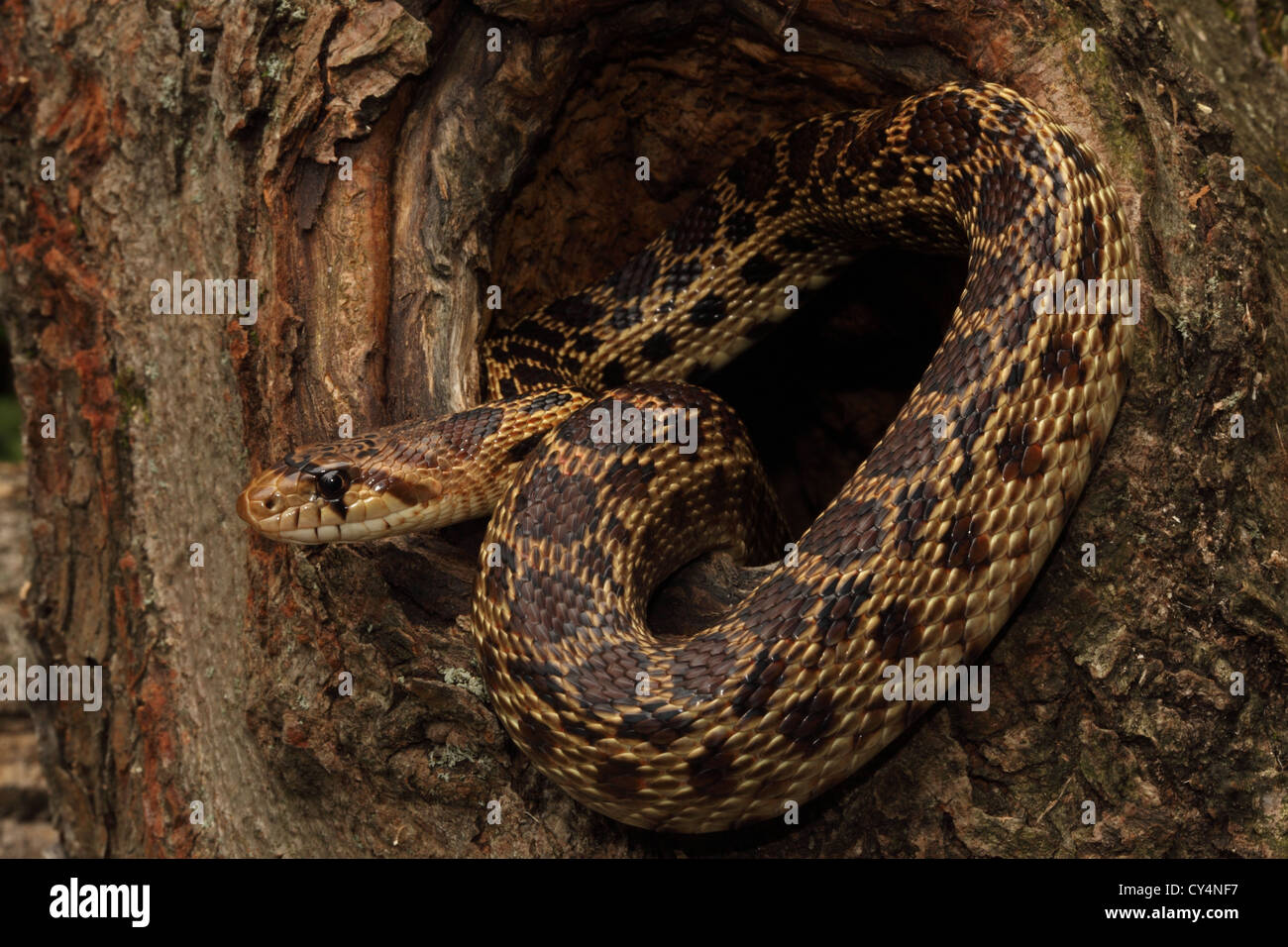 Pacific Gopher Snake (Pituophis melanoleucus catenifer) - Captive - USA ...