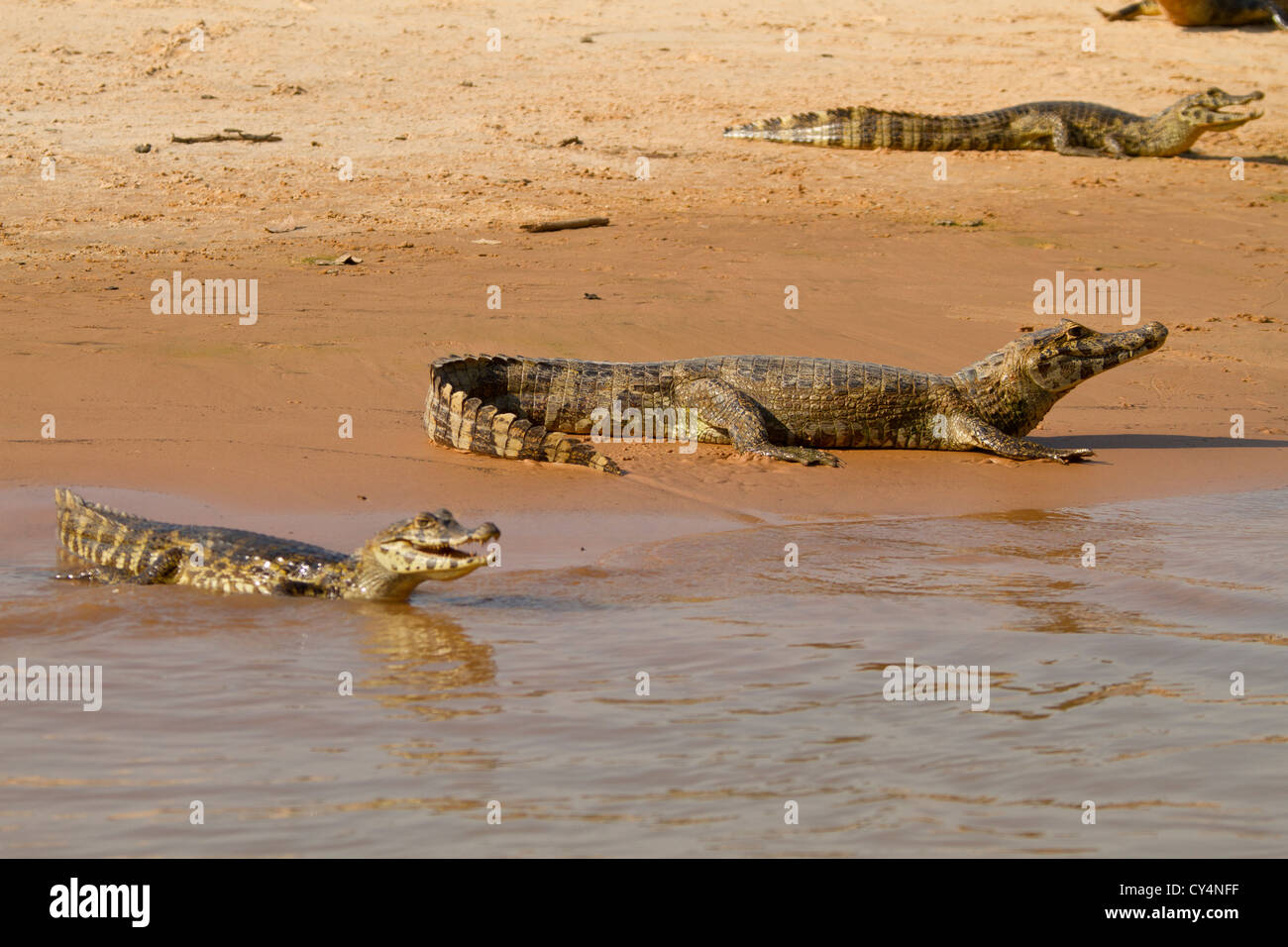Spectacled Caiman (Caiman crocodilus), also known as white caiman or ...