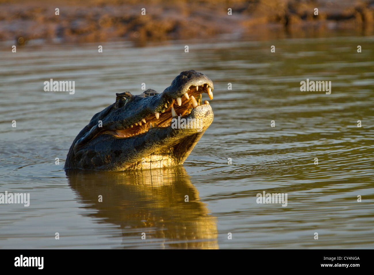 Spectacled Caiman (Caiman crocodilus), also known as white caiman or ...