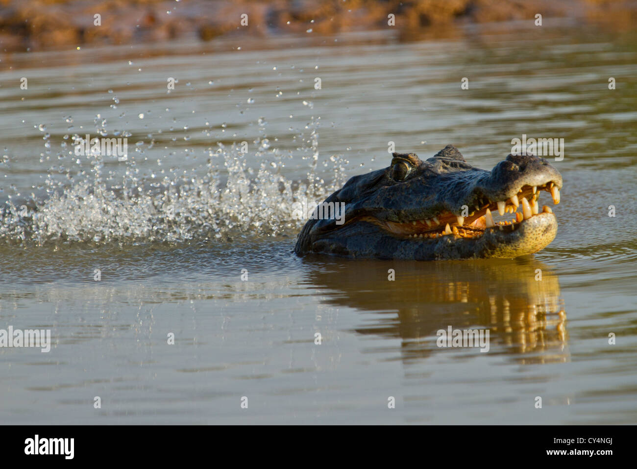 Spectacled Caiman (Caiman crocodilus). Engaged in a mating ritual known ...