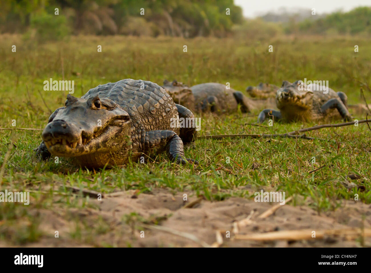 Spectacled Caiman (Caiman crocodilus), also known as white caiman or ...