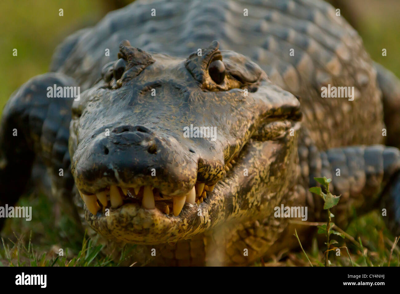 Spectacled Caiman (Caiman crocodilus), also known as white caiman or ...