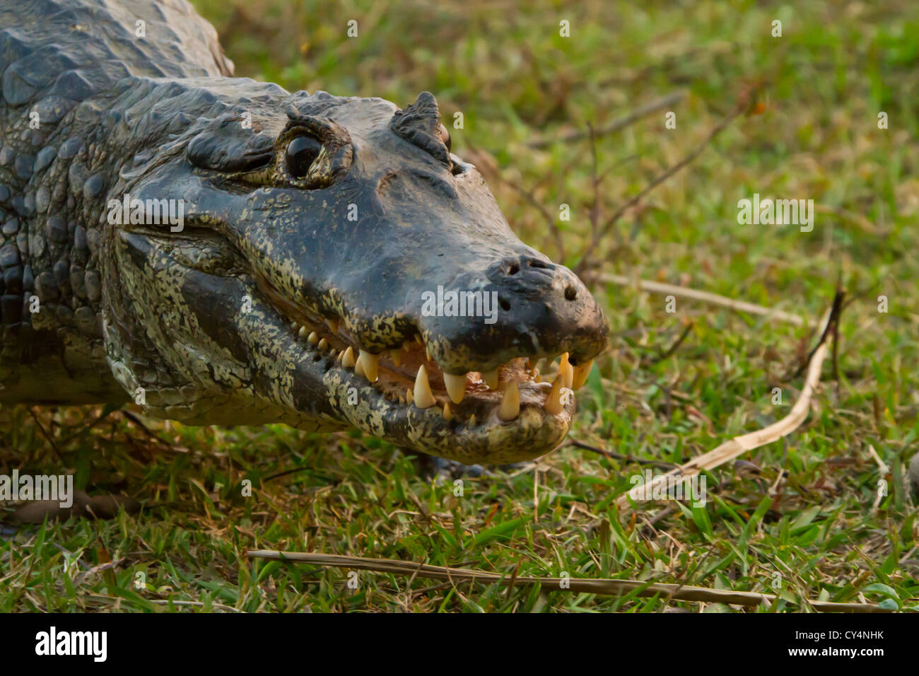 Spectacled Caiman (Caiman crocodilus), also known as white caiman or ...