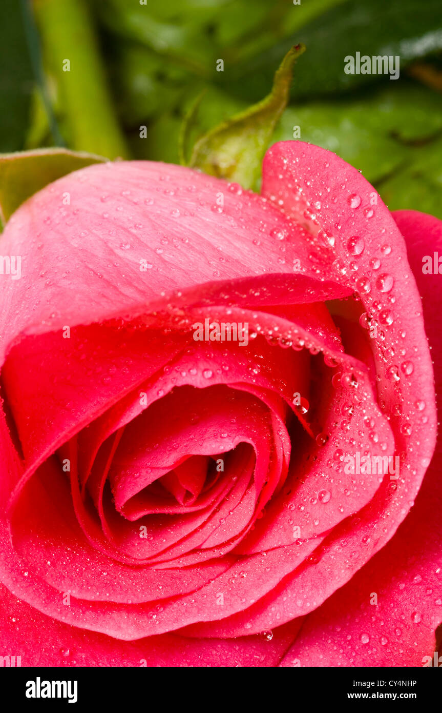 pink rose with water drops - macro Stock Photo - Alamy