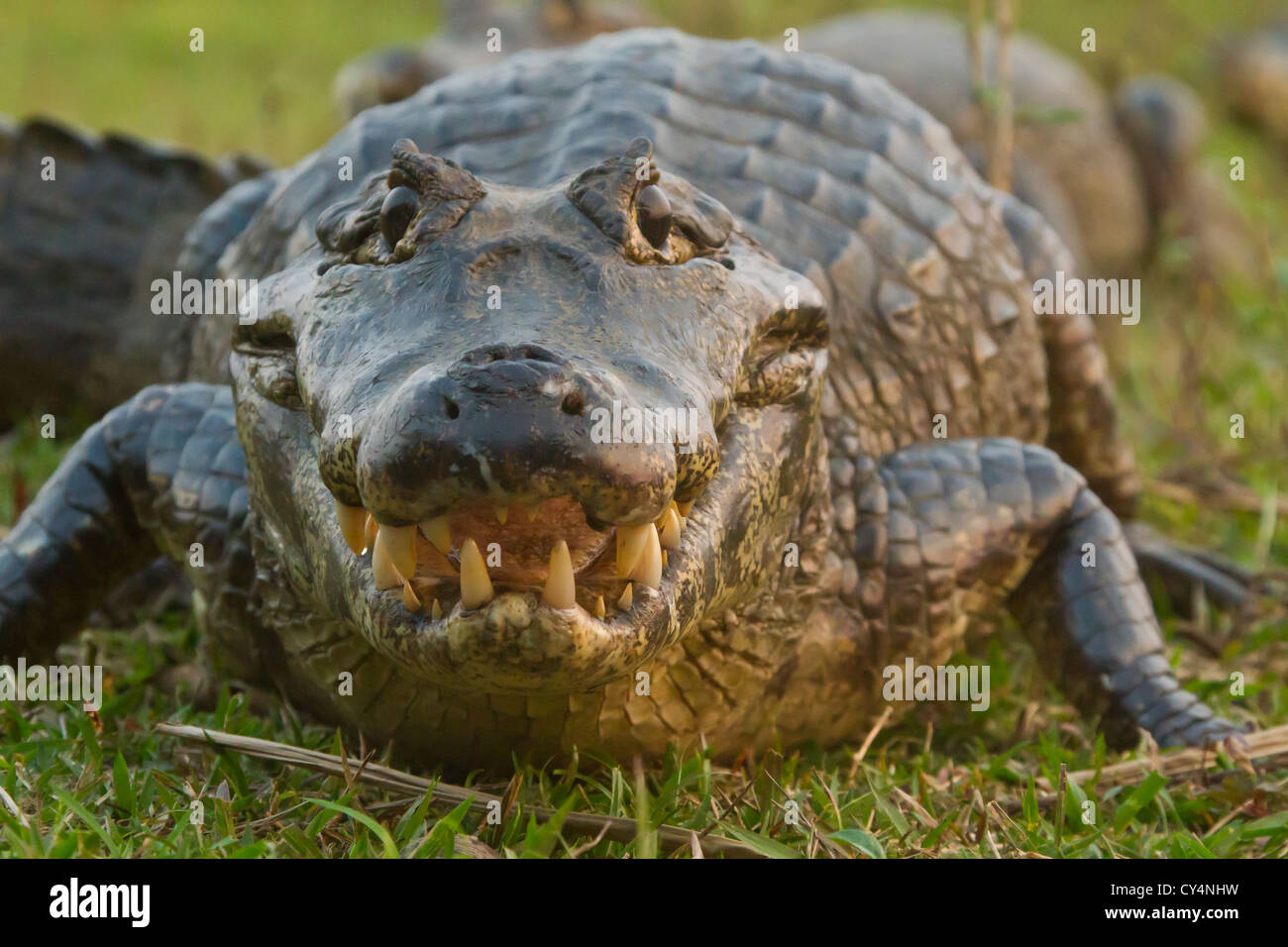 Spectacled Caiman (Caiman crocodilus), also known as white caiman or ...