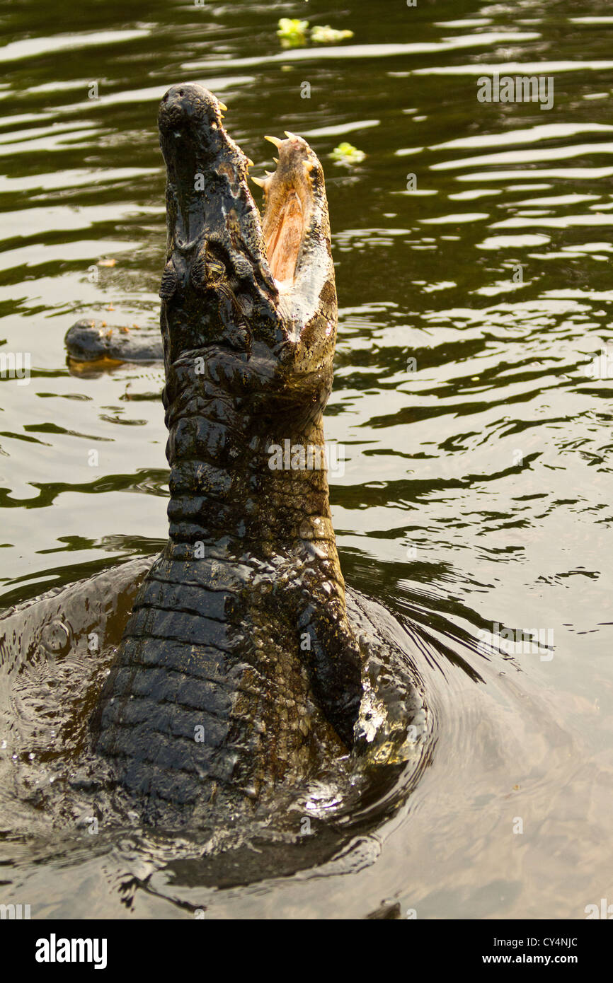 Spectacled Caiman (Caiman crocodilus), also known as white caiman or ...