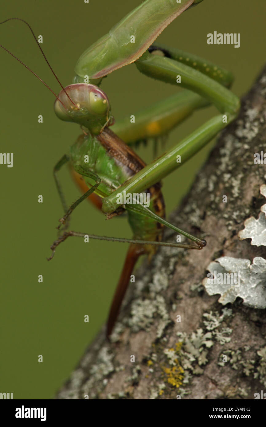 Mantidae feed hi-res stock photography and images - Alamy