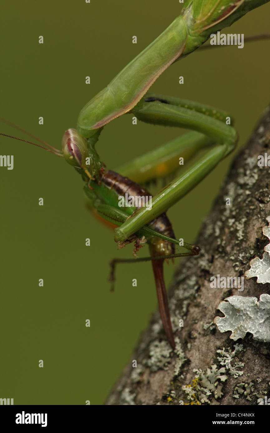 Mantidae feed hi-res stock photography and images - Alamy