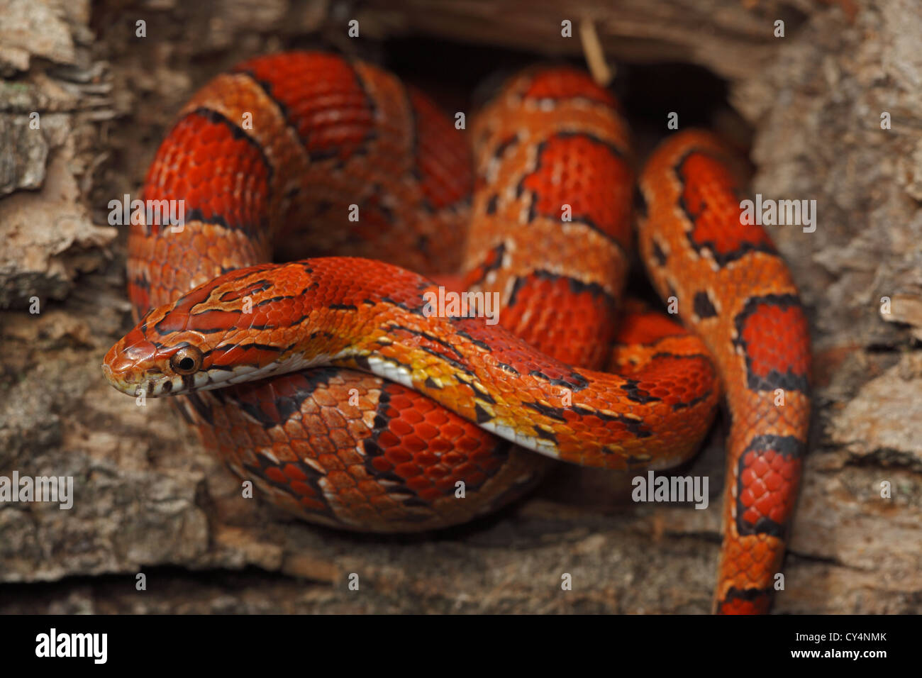 Corn Snake (Elaphe guttata guttata) - Captive - USA in hollow log Stock Photo - Alamy