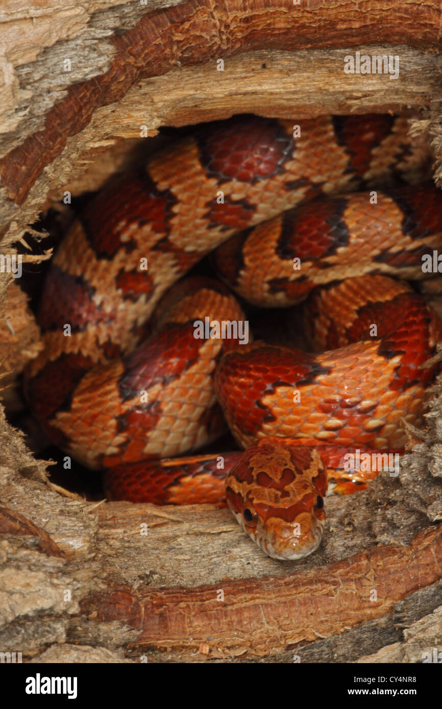 Snake hollow hi-res stock photography and images - Alamy