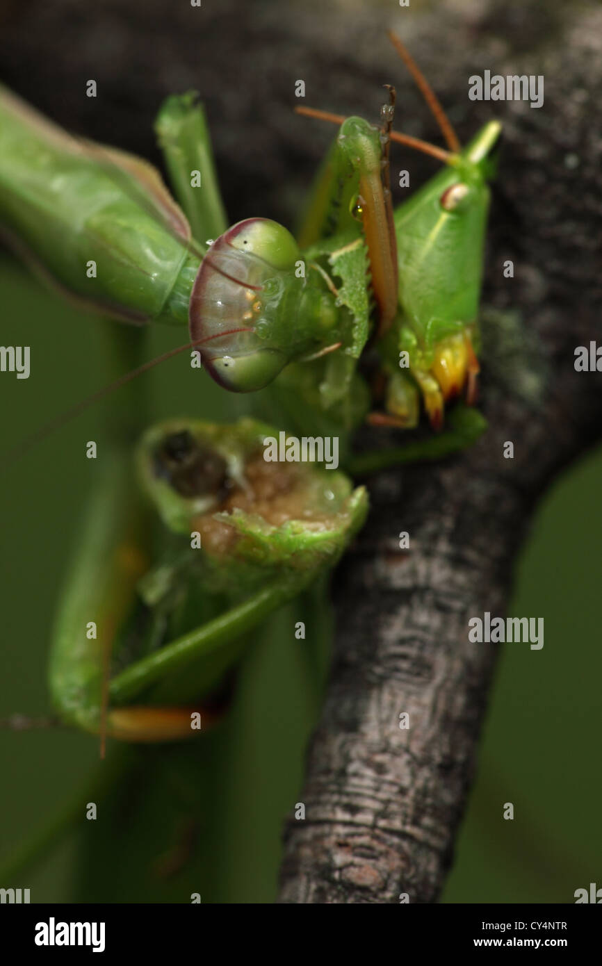 Mantidae feed hi-res stock photography and images - Alamy