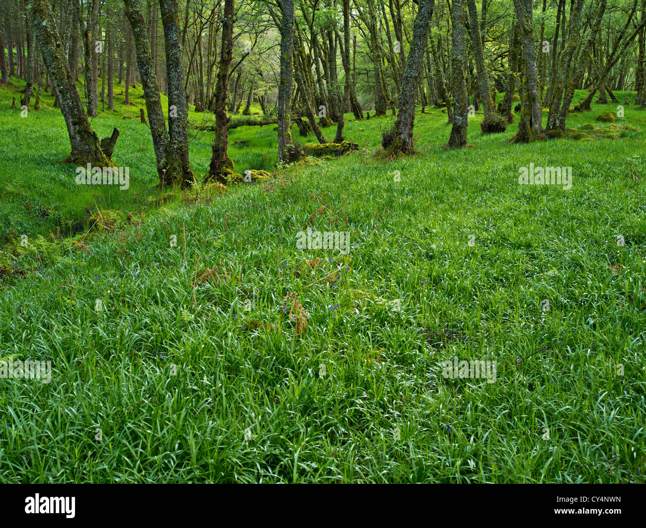 Spring greenery in dense birch woodland near Killin, Perthshire ...