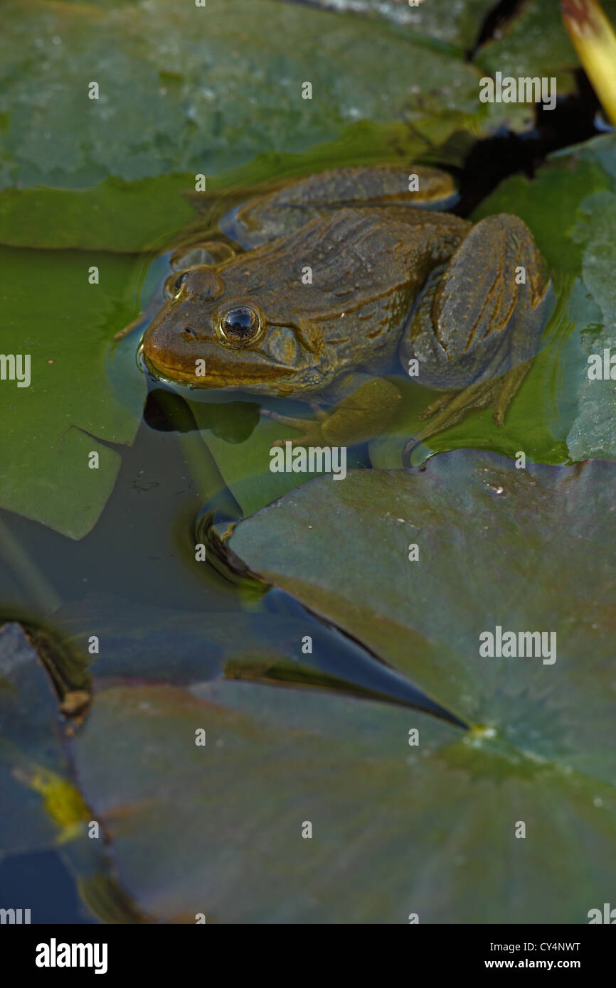 Chiricahua Leopard Frog (Rana chiricahuensis) - Arizona - USA - Also known as Ramsey Canyon ...