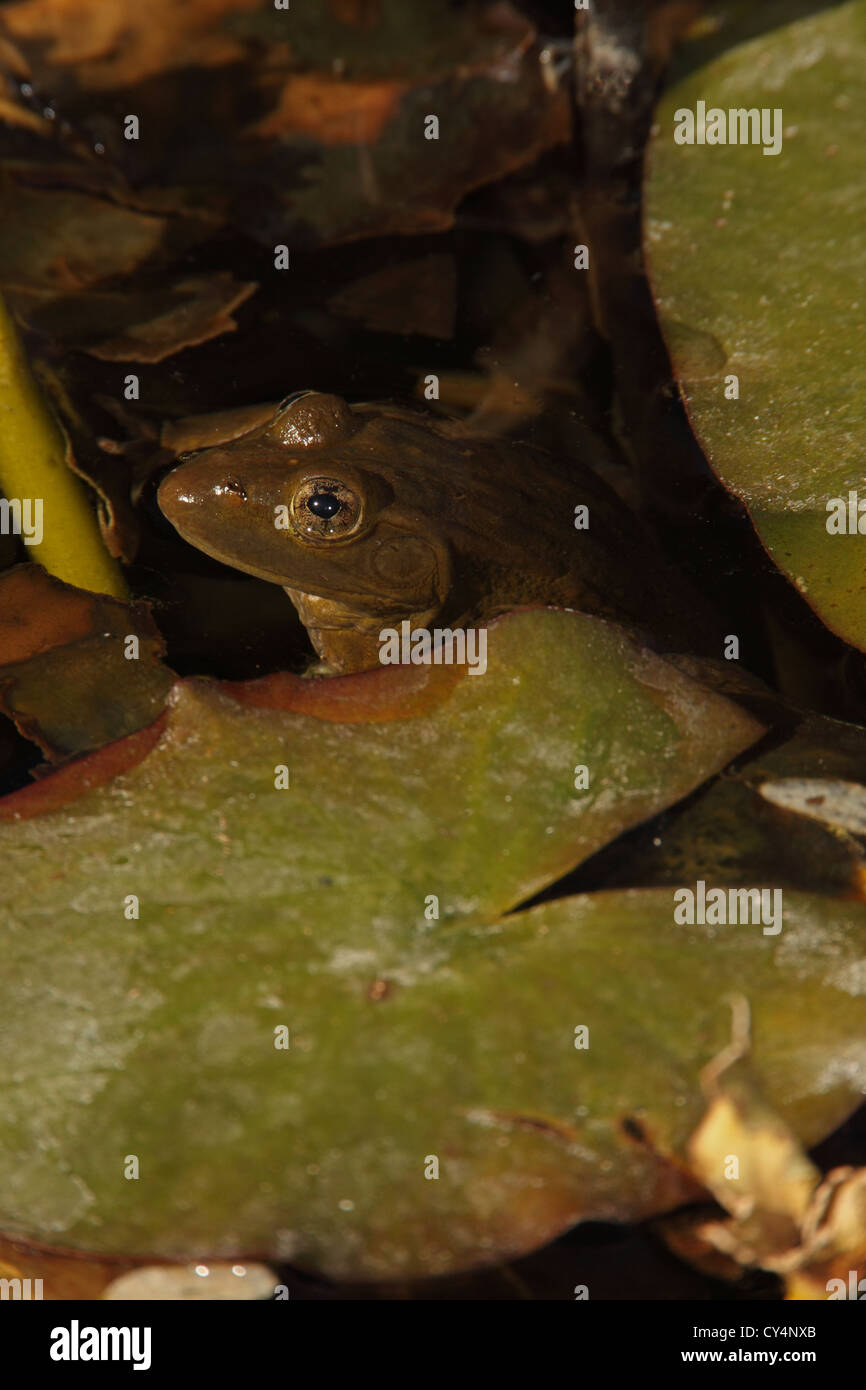 Chiricahua Leopard Frog (Rana chiricahuensis) - Arizona - USA - Also known as Ramsey Canyon ...