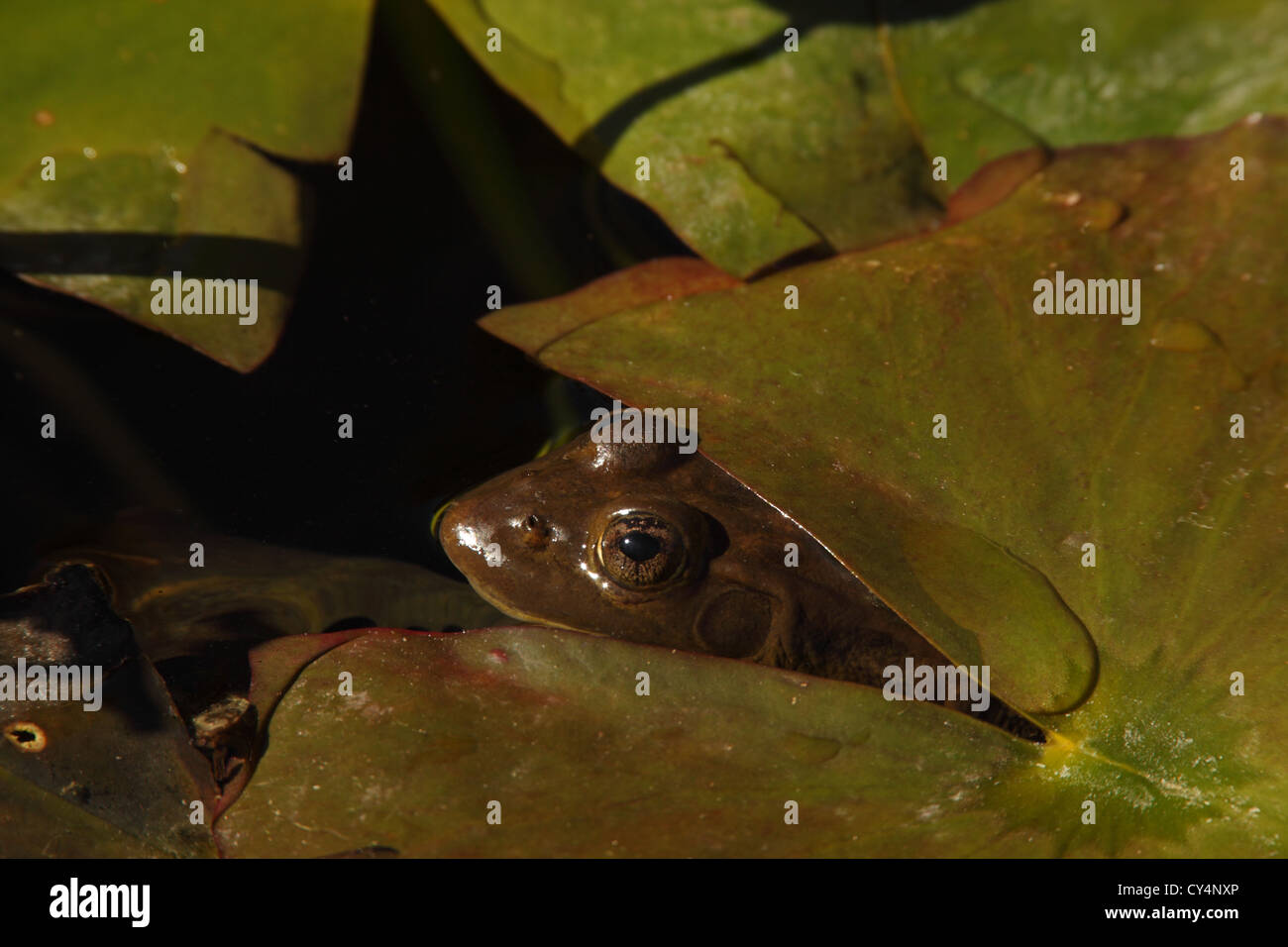 Chiricahua Leopard Frog (Rana chiricahuensis) - Arizona - USA - Also known as Ramsey Canyon ...