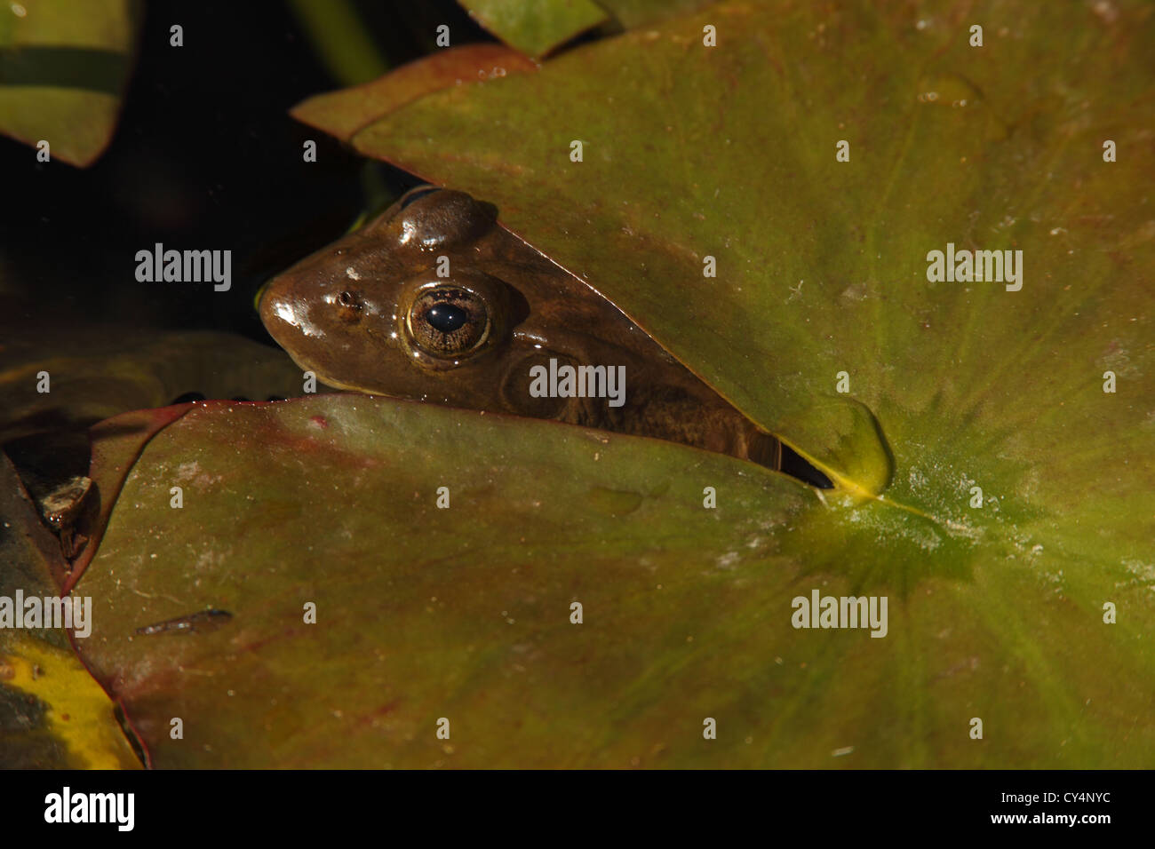 Chiricahua Leopard Frog (Rana chiricahuensis) - Arizona - USA - Also ...