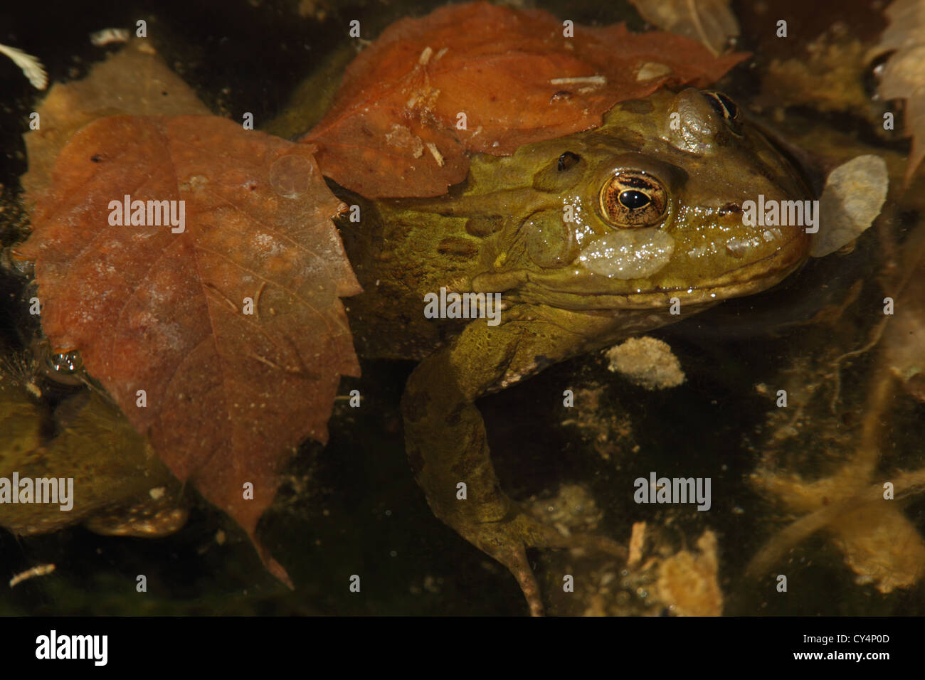 Chiricahua Leopard Frog (Rana chiricahuensis) - Arizona - USA - Also known as Ramsey Canyon ...