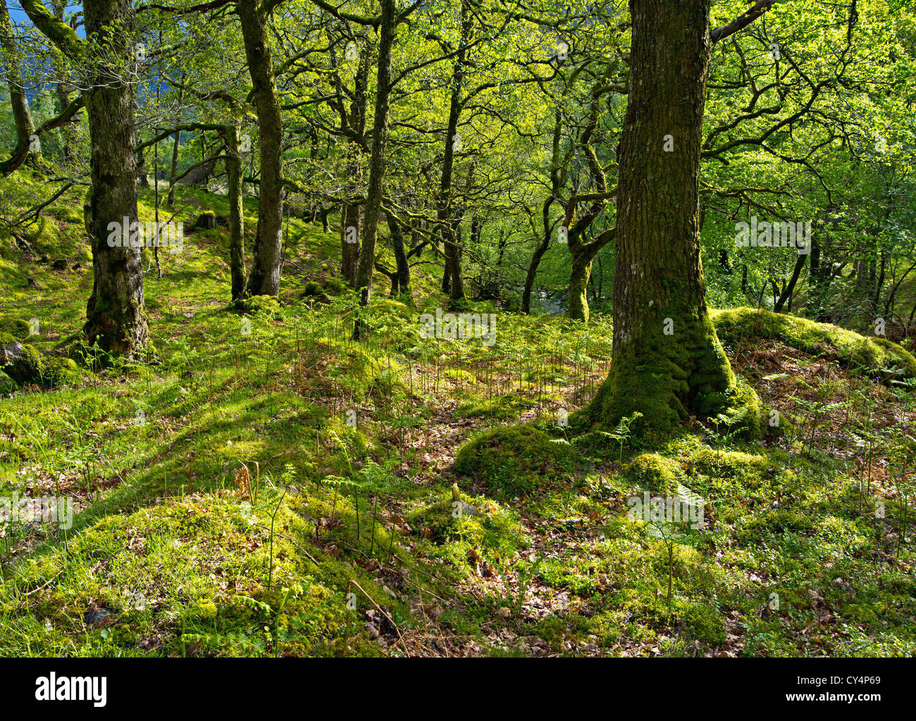 Oak woods scotland hi-res stock photography and images - Alamy