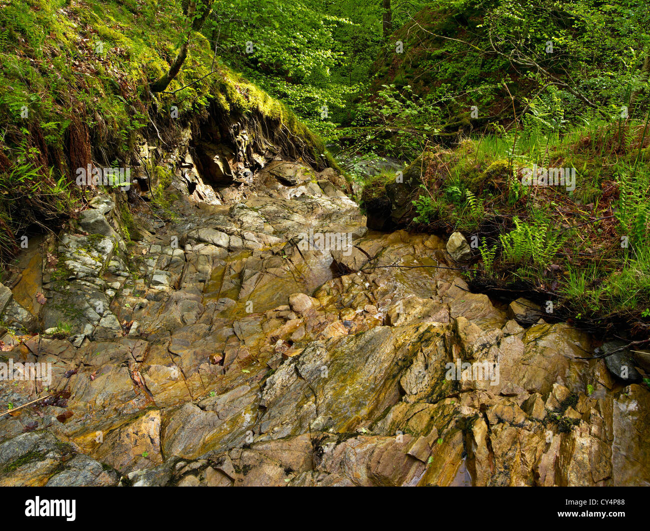 Dry woodland hi-res stock photography and images - Alamy